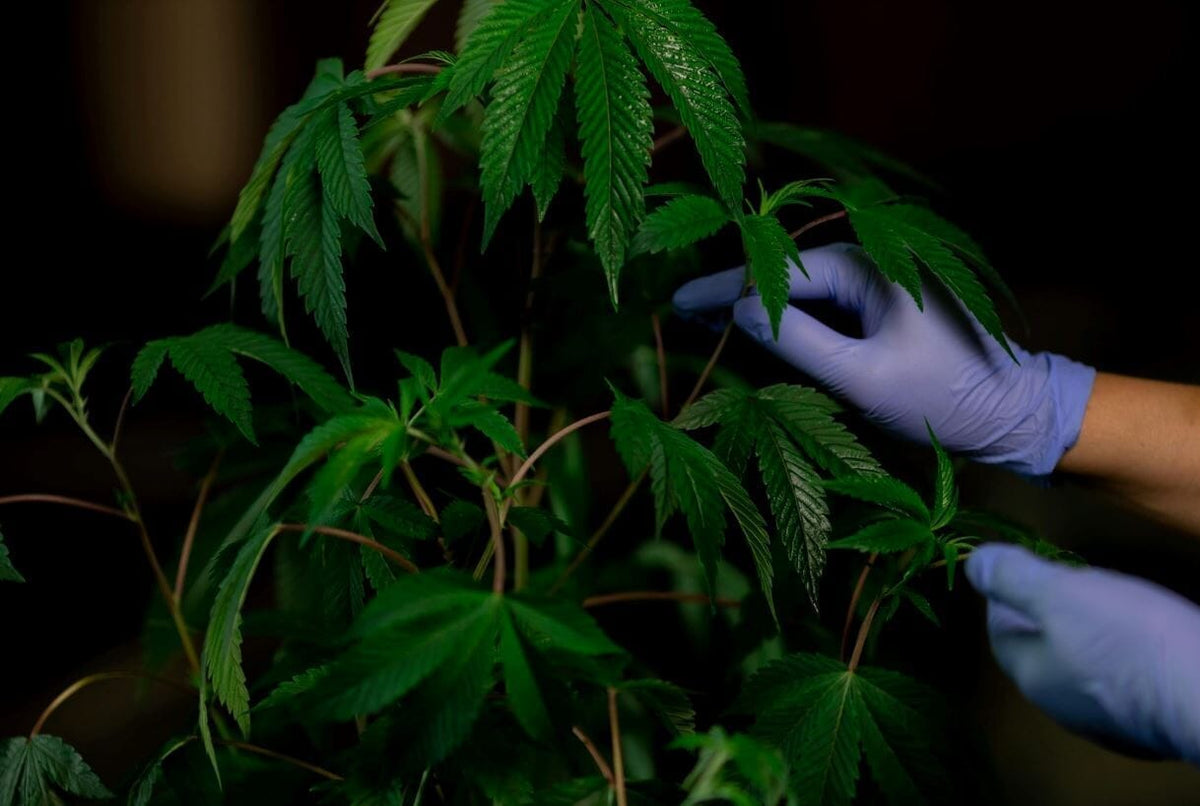 What Happens If You Don’t Trim or Cure Bud Immediately After Harvest ...